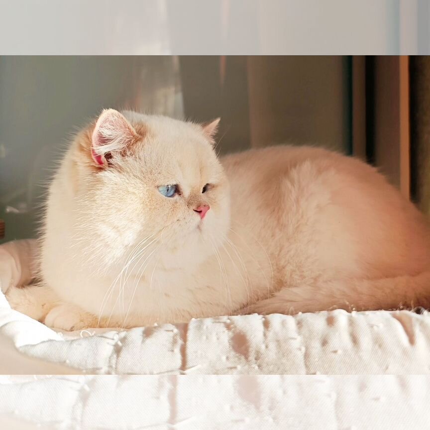 Британский котик cy 12 33