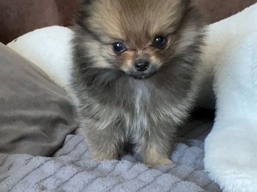 Померанский шпиц медвежьего типа