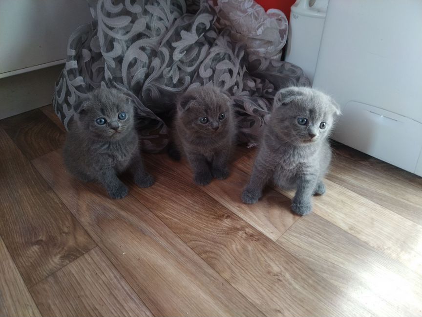 Вислоухие котята