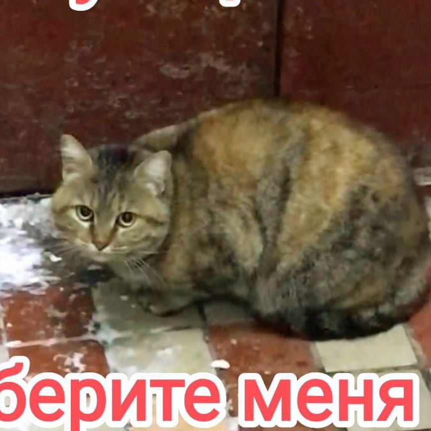 Замерзает на улице вот такая кошечка