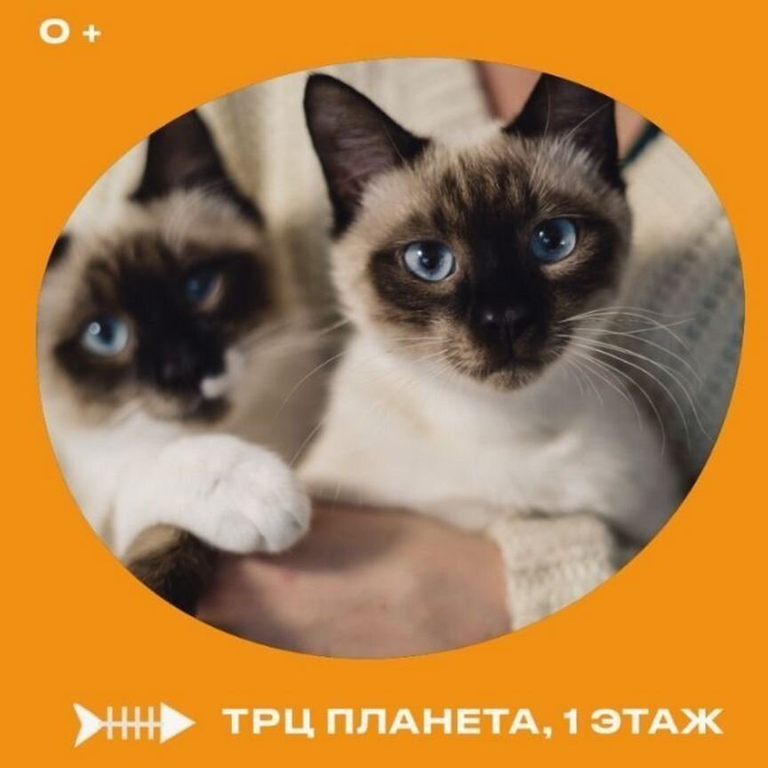 Выставка кошек ТЦ Планета 20-21 сентября