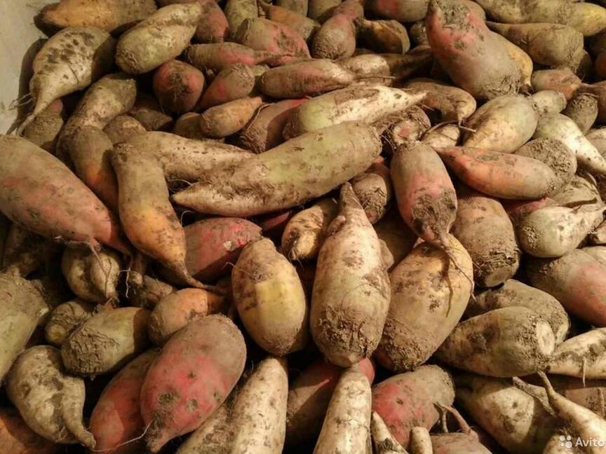 Свекла кормовая