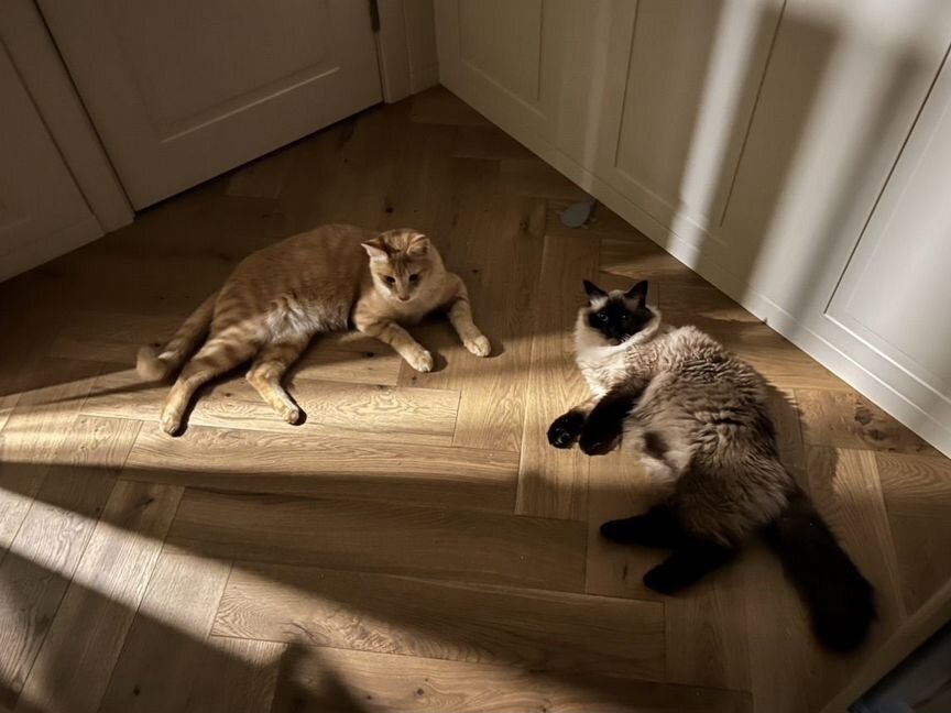 Кот чаузи с документами