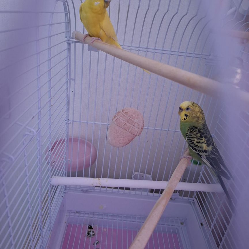 Волнистые попугаи