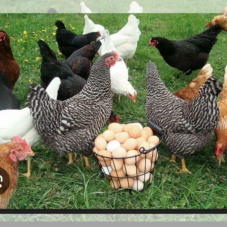 Куры несушки с петухом