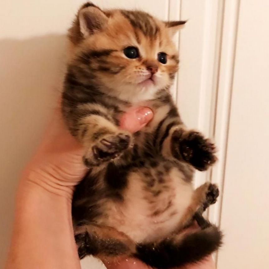 Британские котята