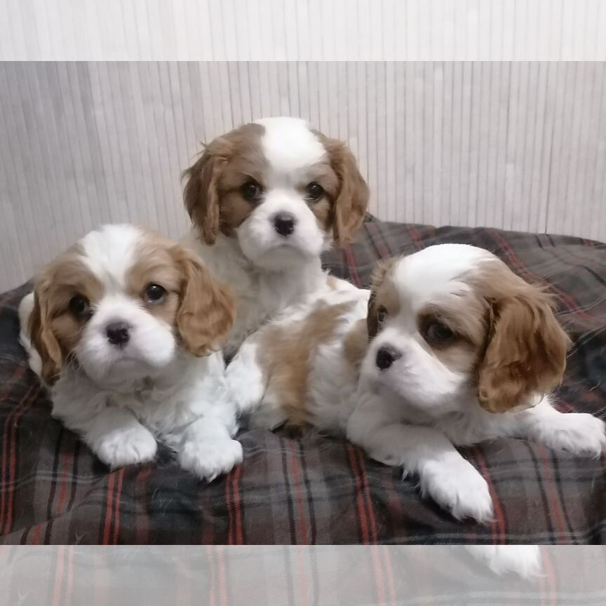 Кавалер кинг-чарльз-спаниель, щенок