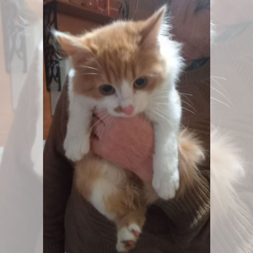 Котята в добрые руки бесплатно