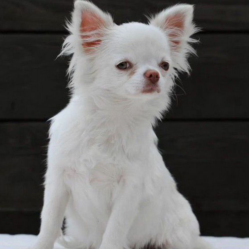 Чихуахуа, щенок