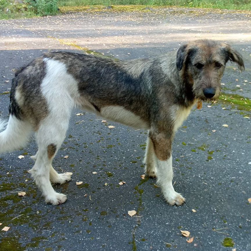 Щенки неизвестной породы