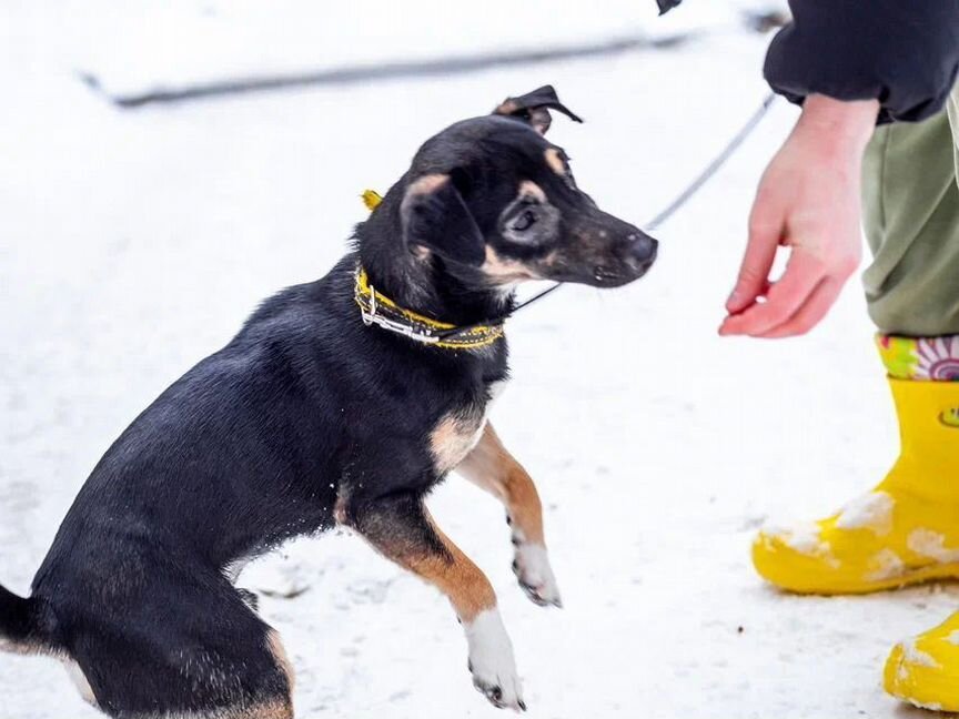 Собака в добрые руки дворняжка