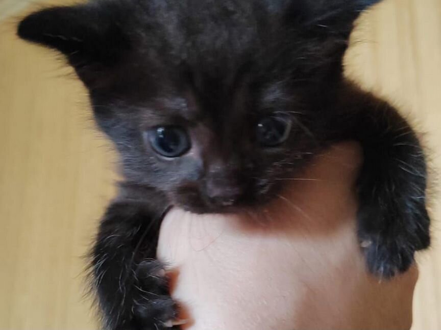 Котята в добрые руки 1,5 месяца