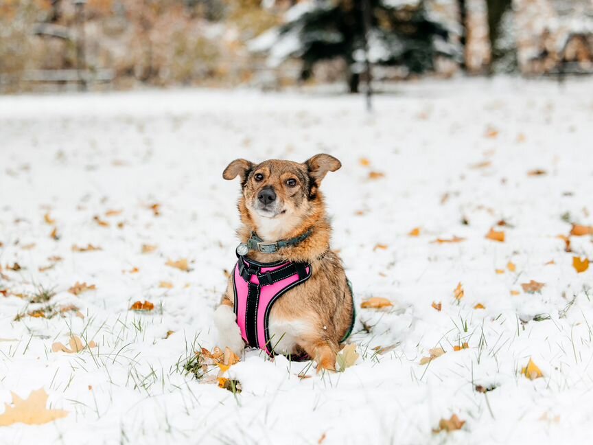 Собачка Аля ищет семью