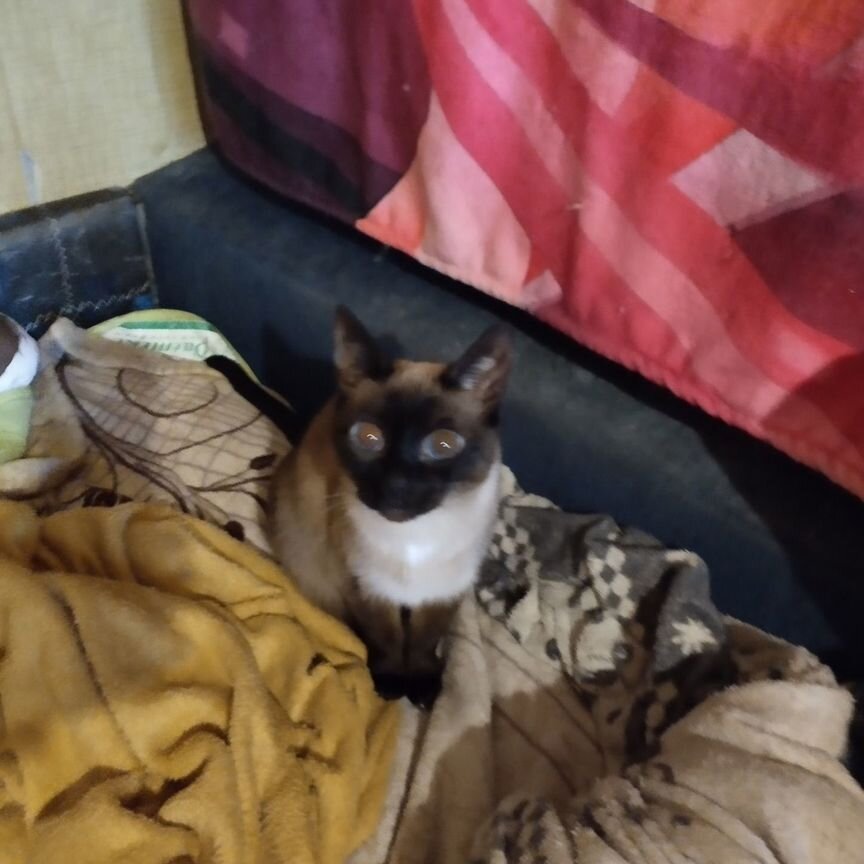 Отдам кошку