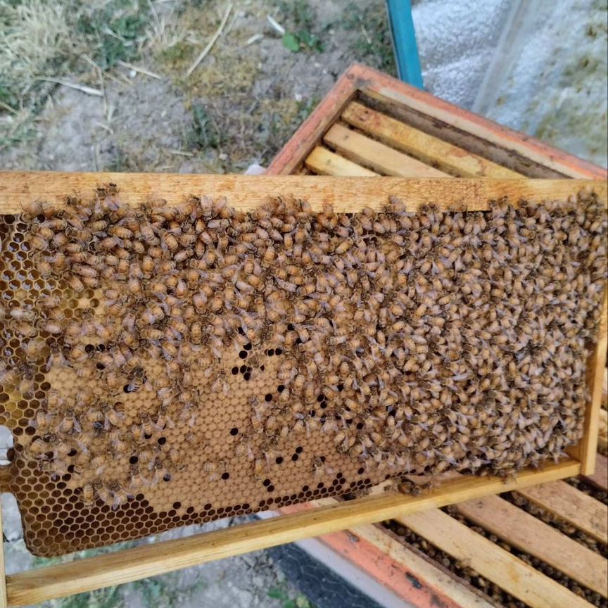 Пчелы "Кордован"