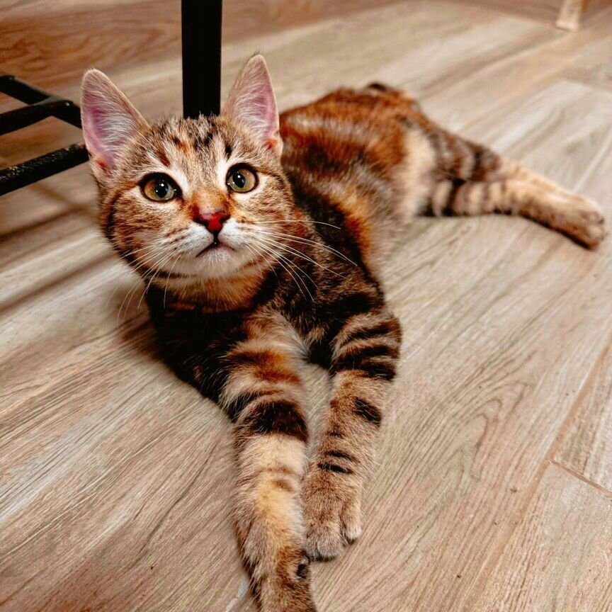 Кот или кошка бесплатно