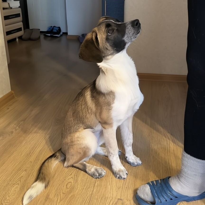 Щенок в добрые руки