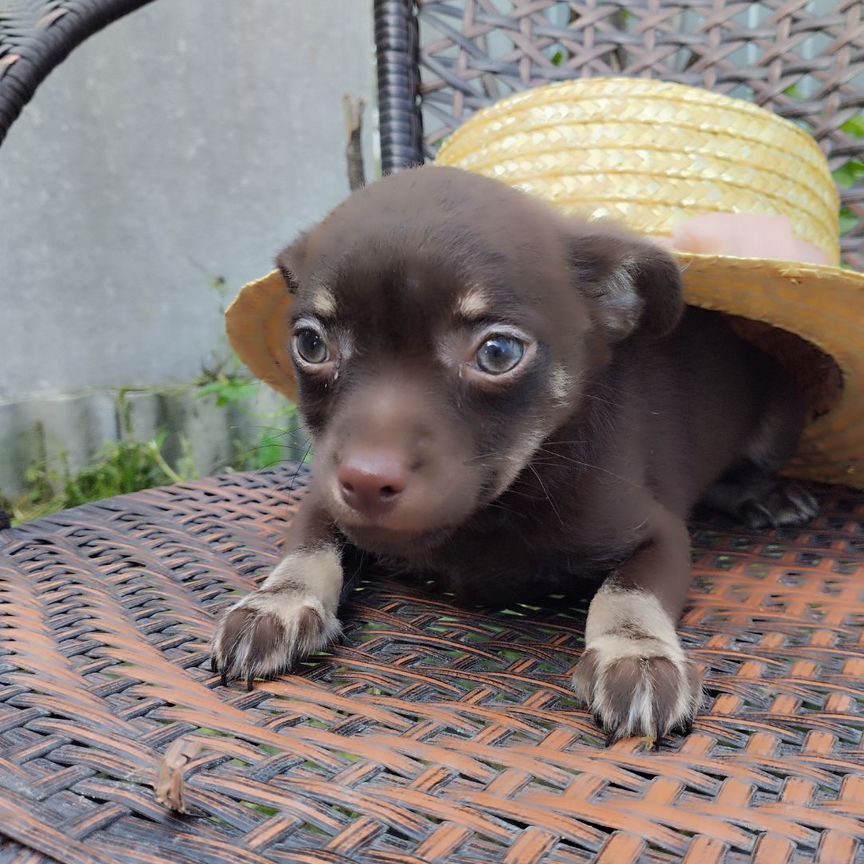 Мальчик чихуахуа