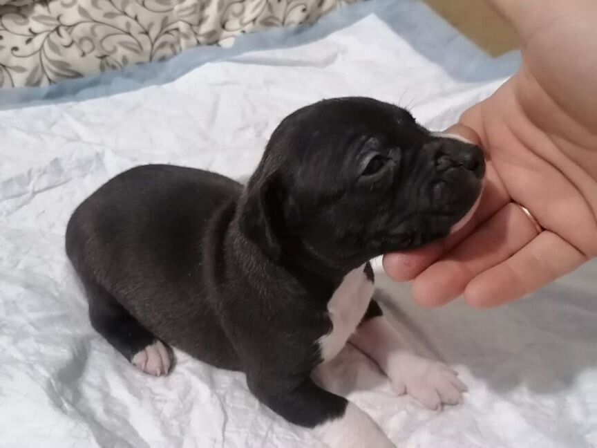 Щенки питбуля бронирование.Питомник