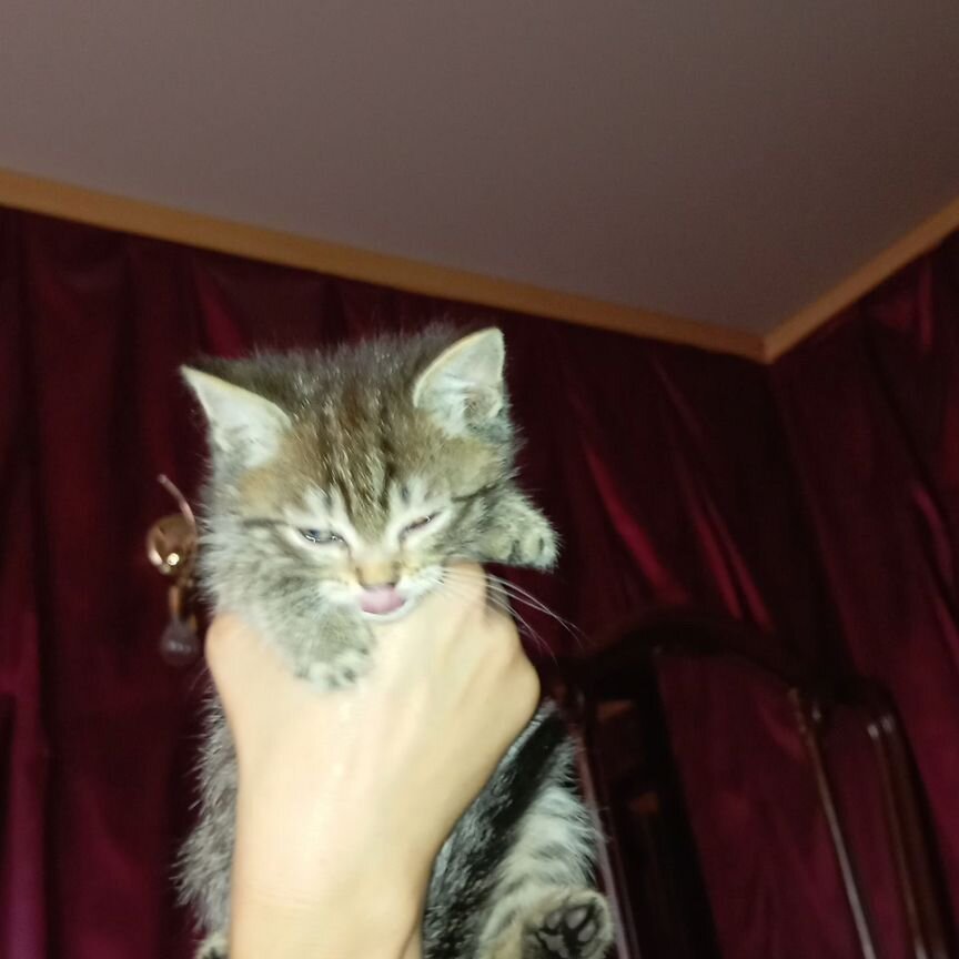 Котик