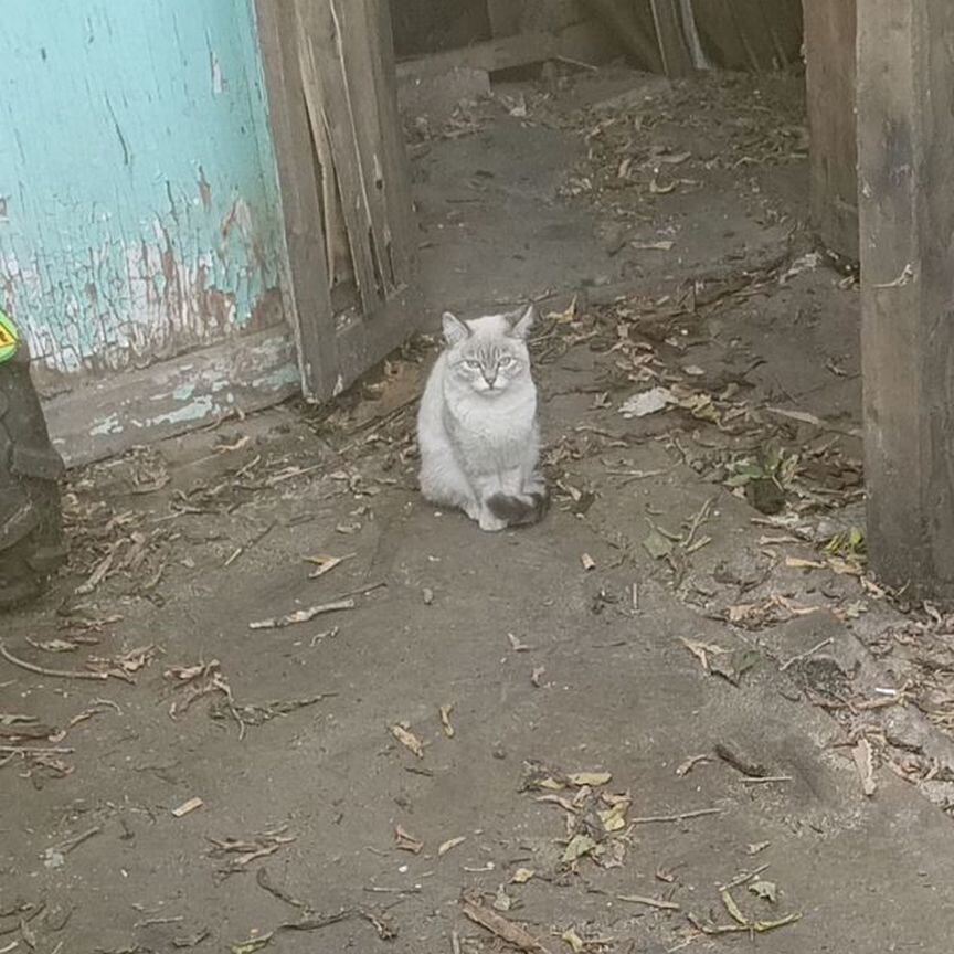 Котенок