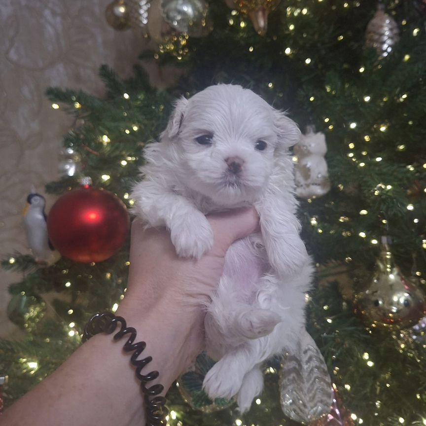 Мальтийская болонка, щенок