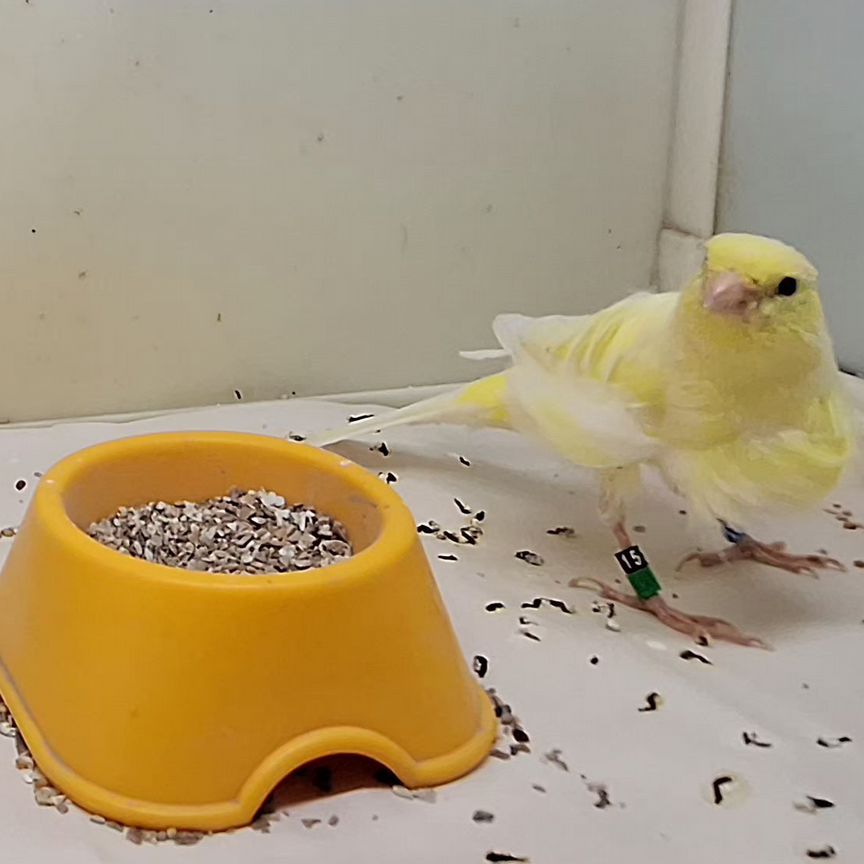 Кенарейка самец