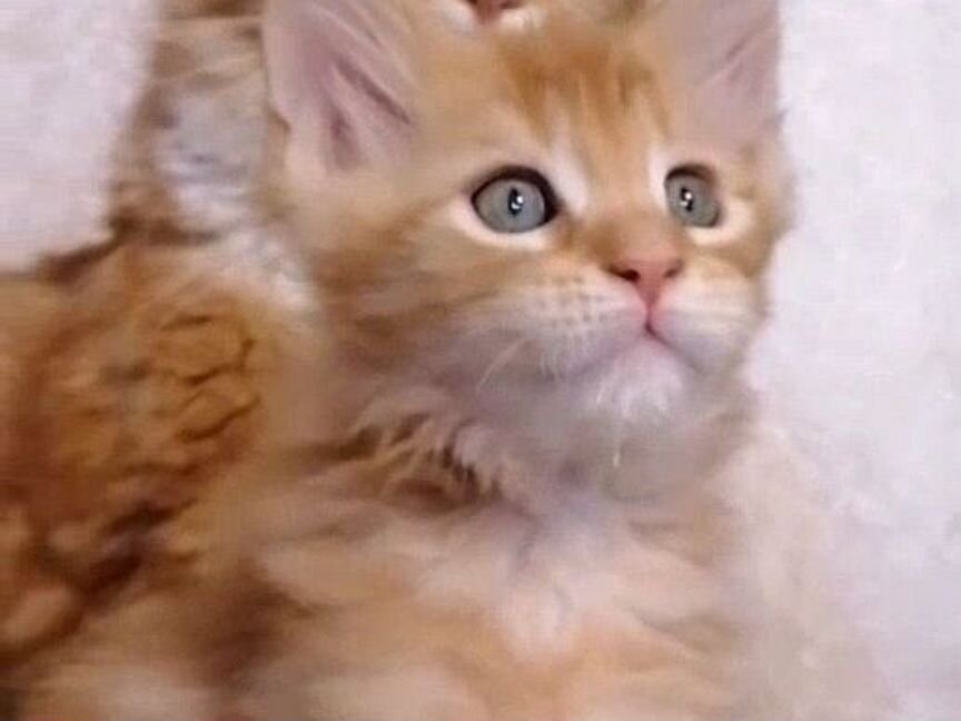 Котята Мейн-кун