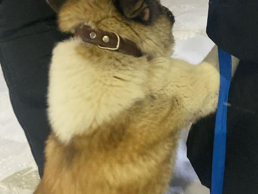 Найдена-замечена собака в Салавате Купере