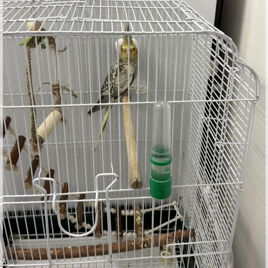 Попугай корелла