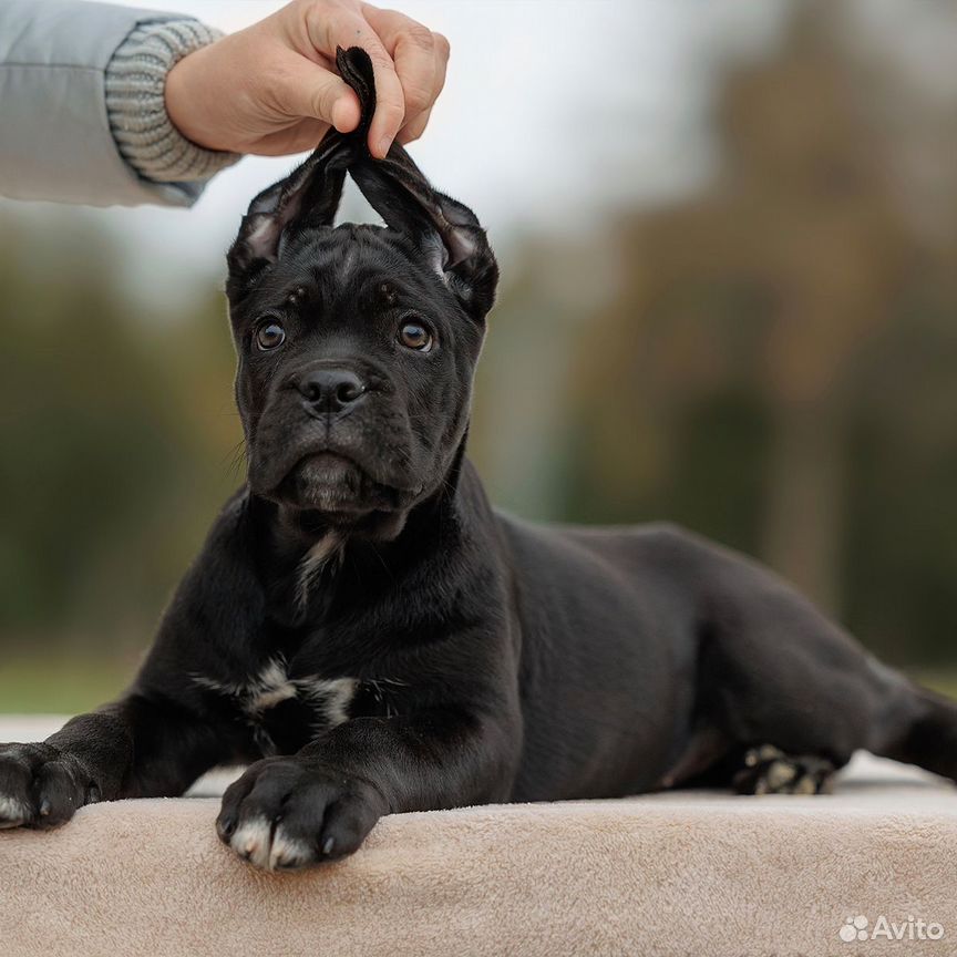 Кане Корсо щенок девочка