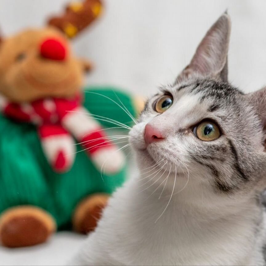 Котенок девочка очень игривая в добрые руки