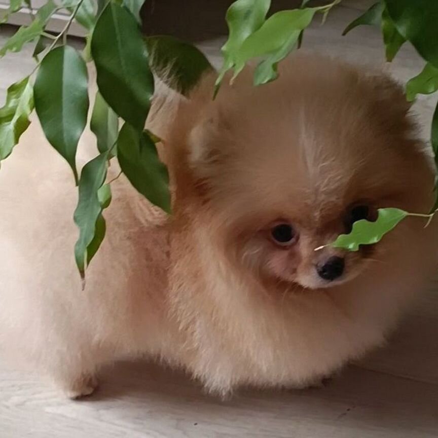 Померанский шпиц, щенок