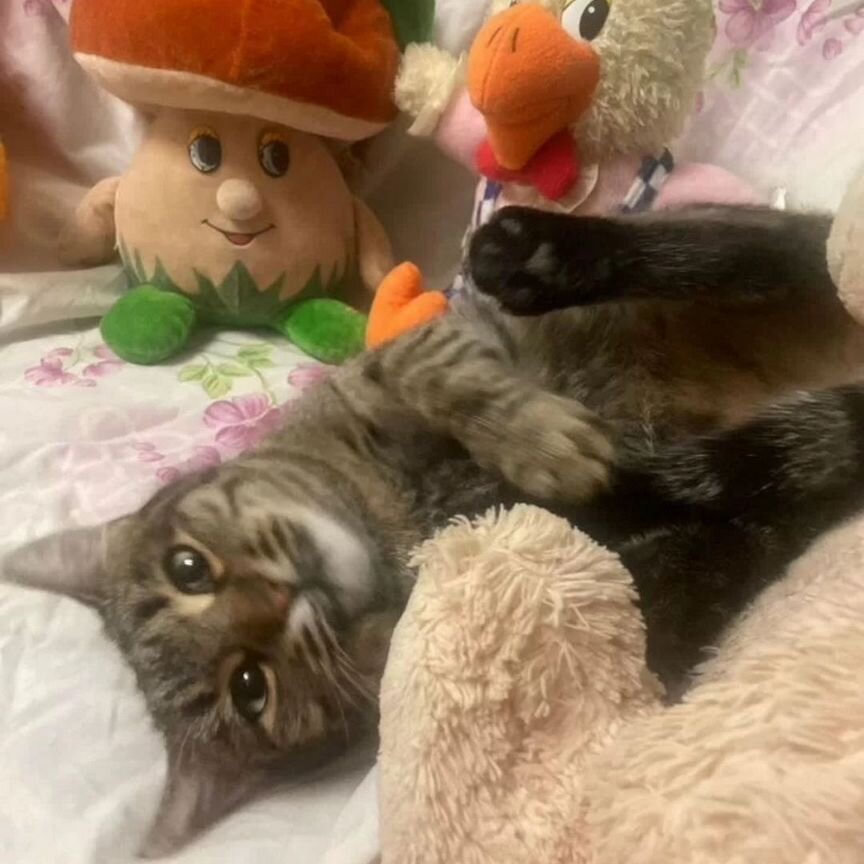 Кошечка в приюте