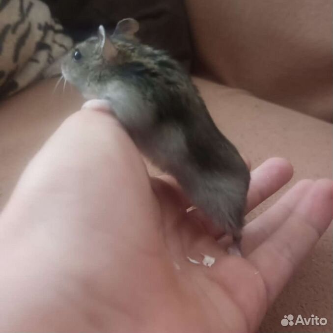 Хомяк джунгарик, несколько