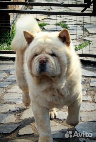 Вязка/смуф крем