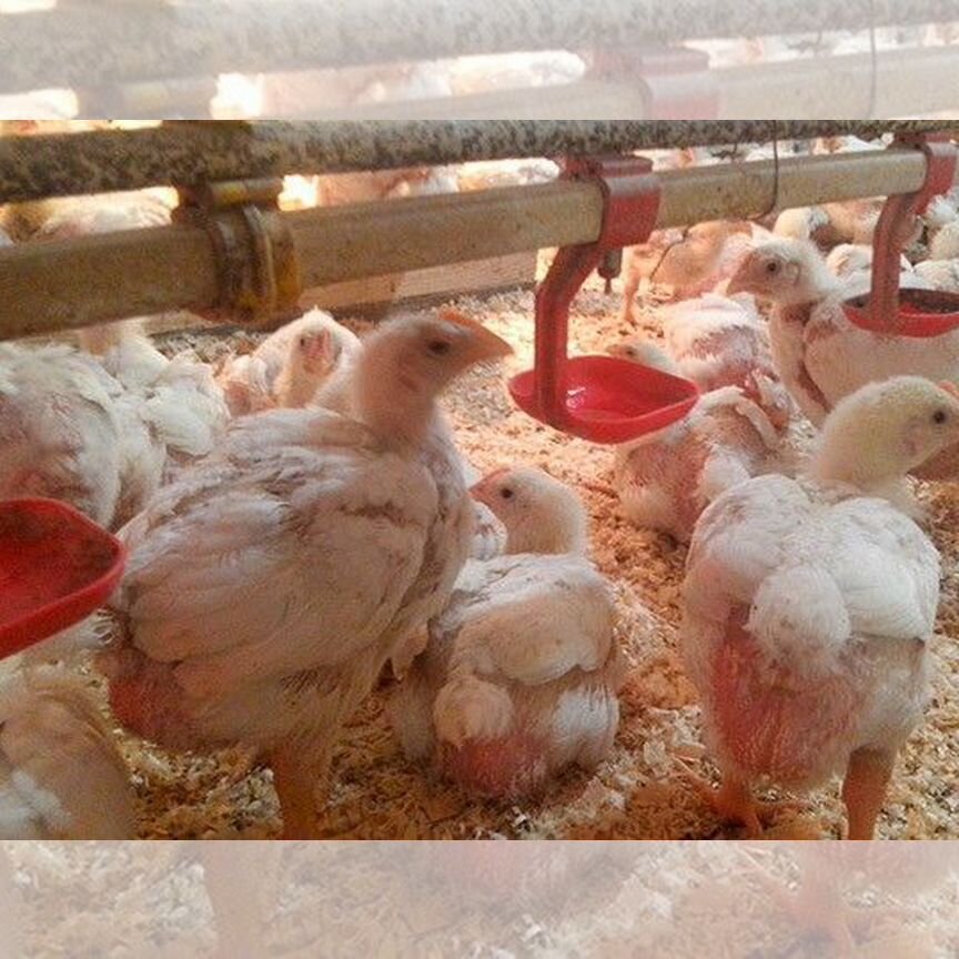 Цыплята бройлеры кобб 700