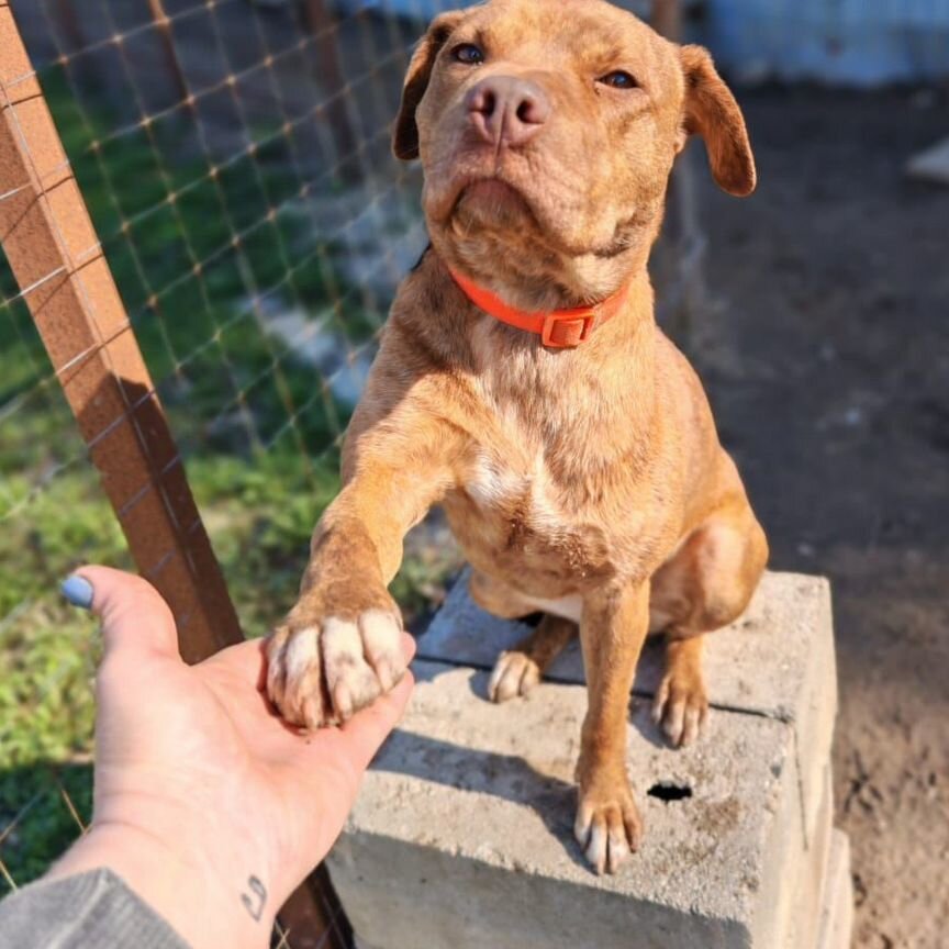 Собака в добрые руки