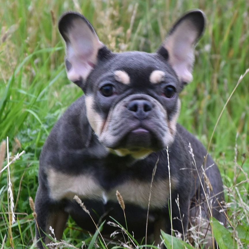 Голубая красотка