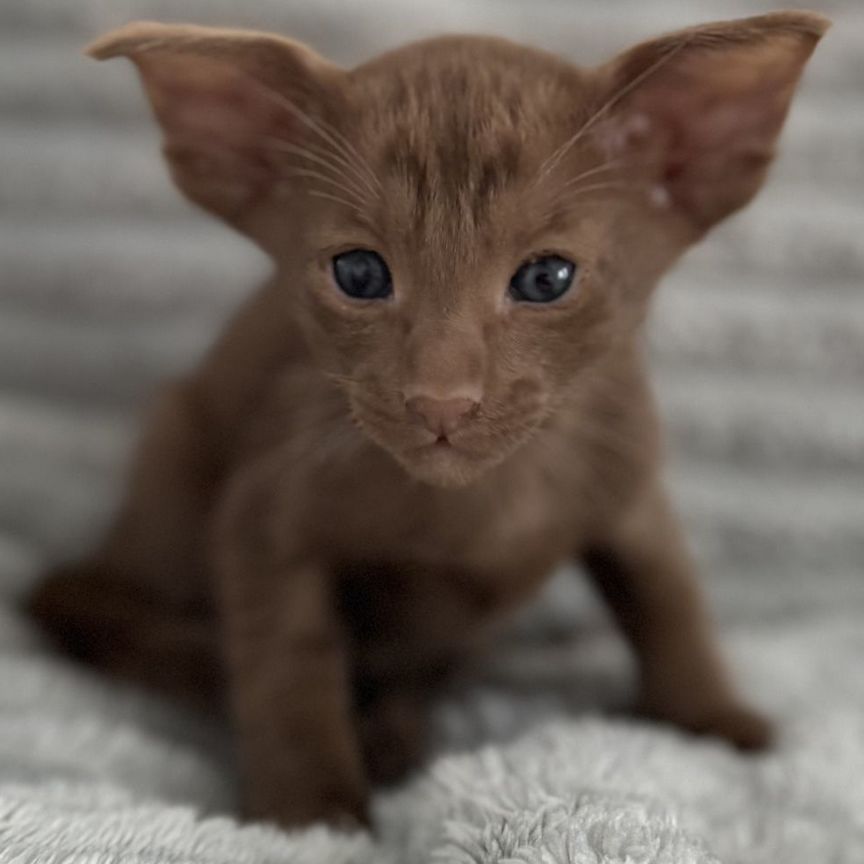 Ориентальный котёнок