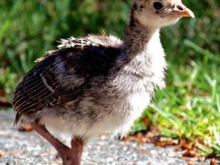 Индюшата бронза 708