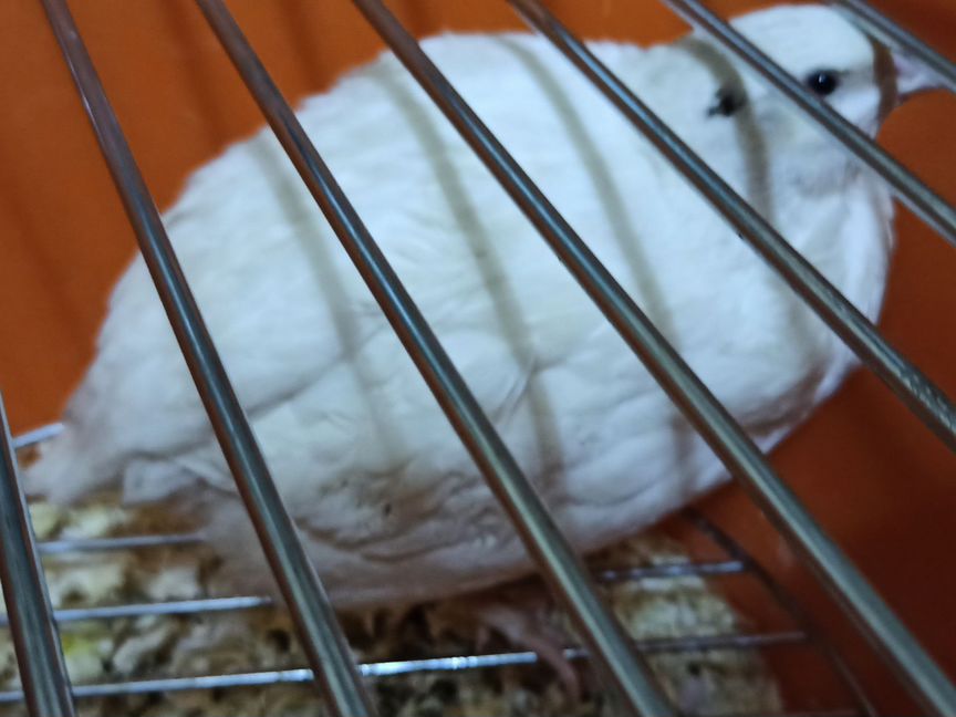 Перепела 3 петушка бесплатно