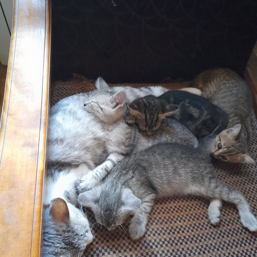 Котята в добрые руки