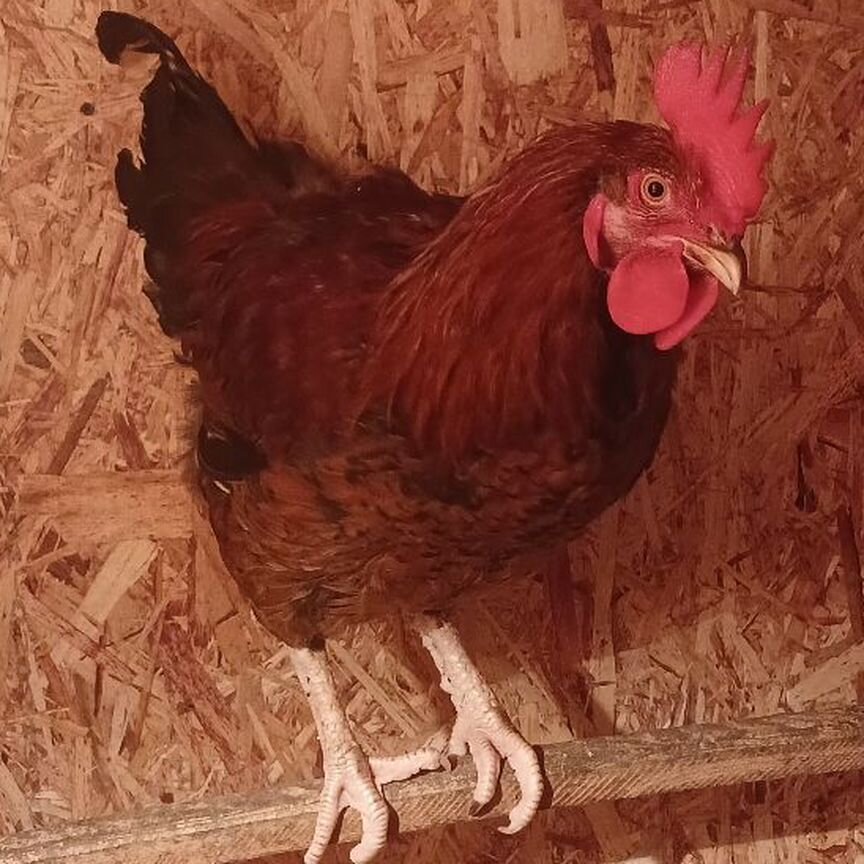 Домашние молодые петухи