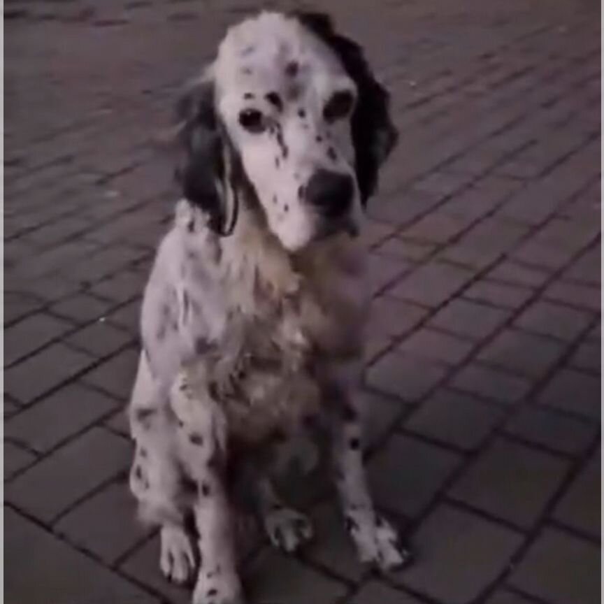 Английский сеттер, взрослый пёс