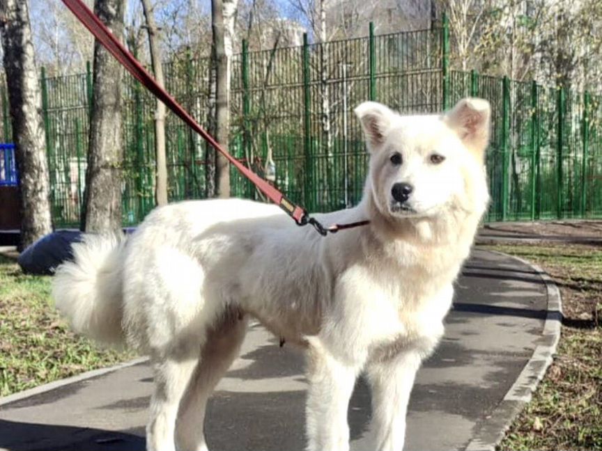 Собака в добрые руки отдам бесплатно