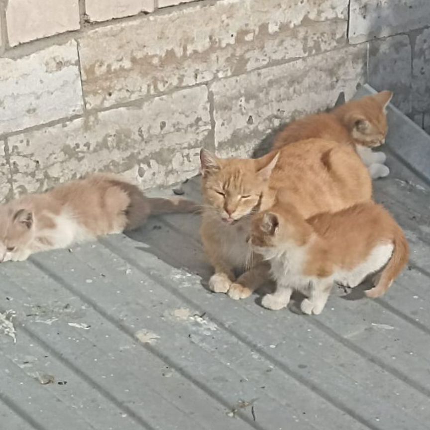 Коятята рыжие 1.5-2 месяца