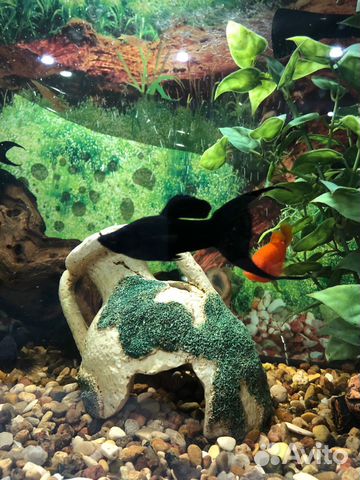 Обмен моллинезии