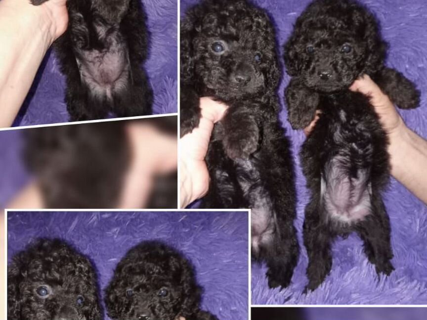 Девочки пудельки