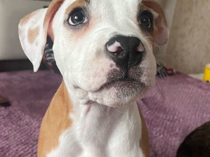 Американский стаффорд